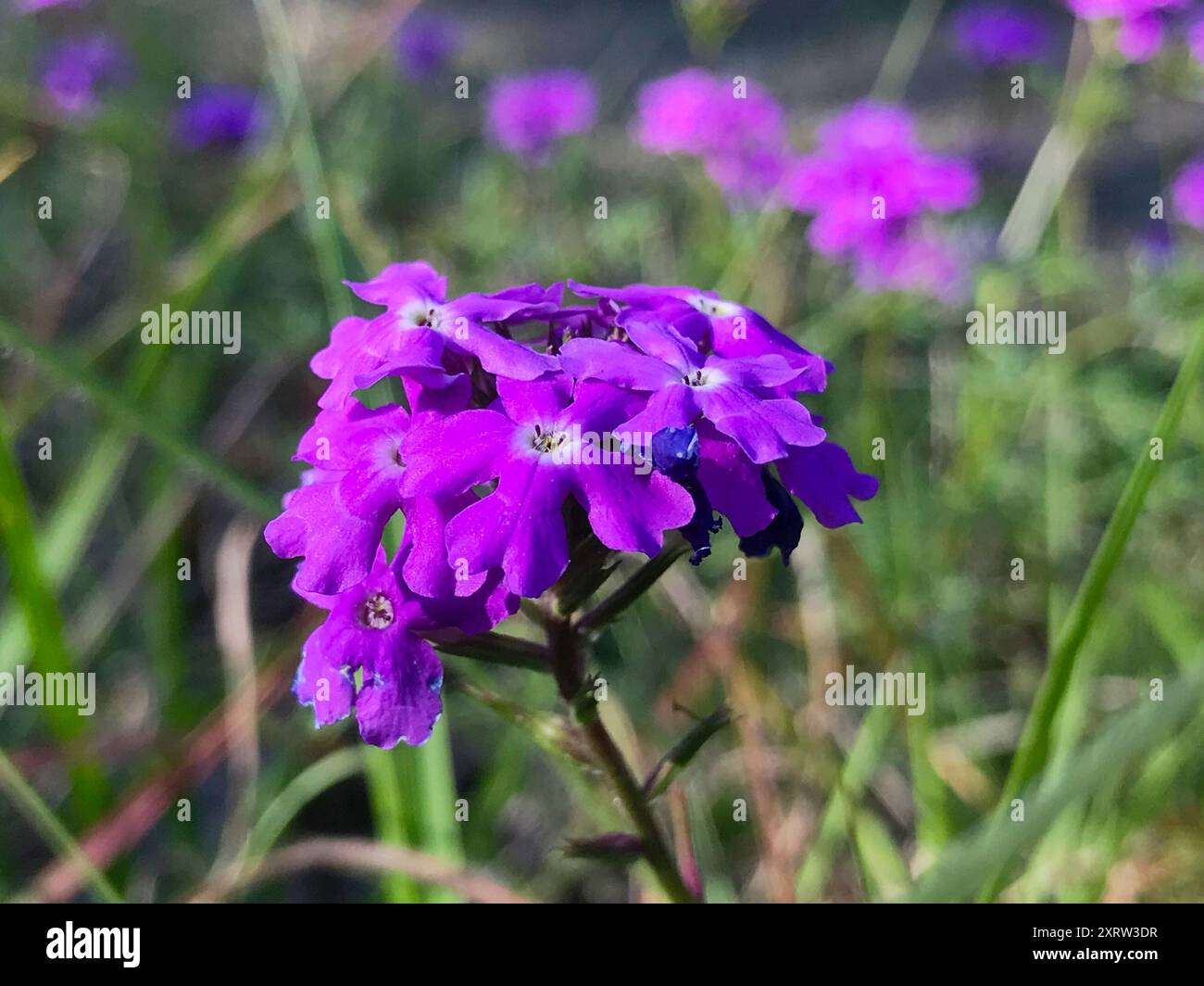 rose vervain (Glandularia canadensis) Plantae Stock Photo - Alamy