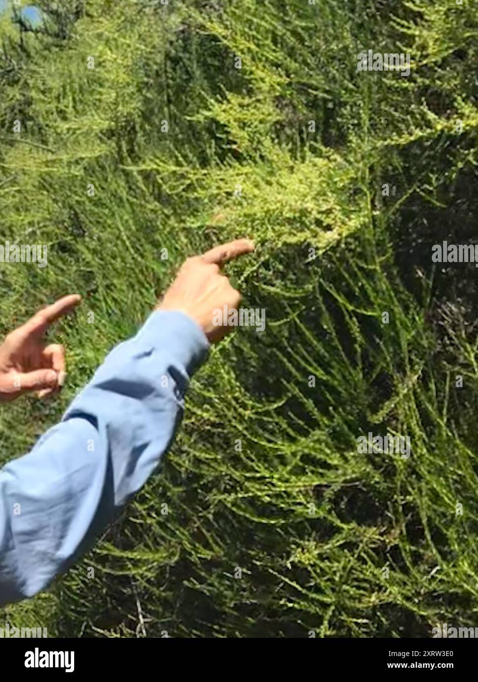 chamise (Adenostoma fasciculatum) Plantae Stock Photo - Alamy