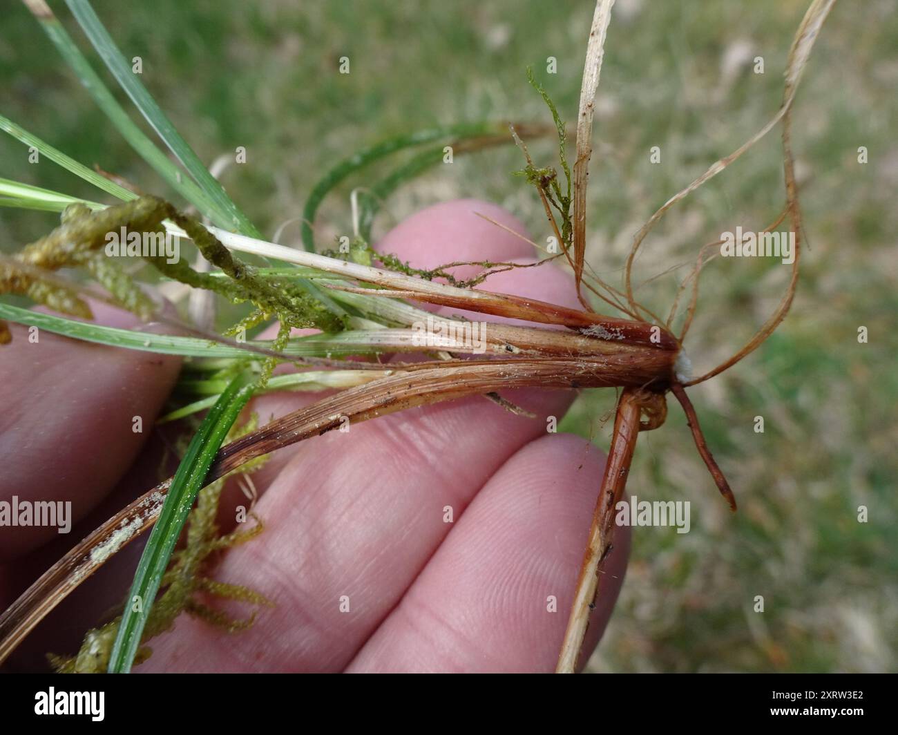Pill Sedge (Carex pilulifera) Plantae Stock Photo - Alamy