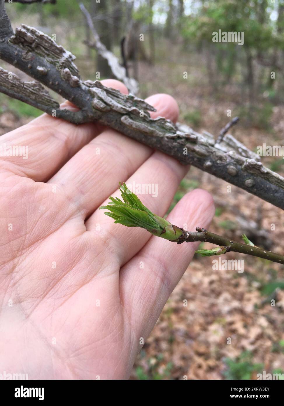 Winged Elm (Ulmus alata) Plantae Stock Photo - Alamy
