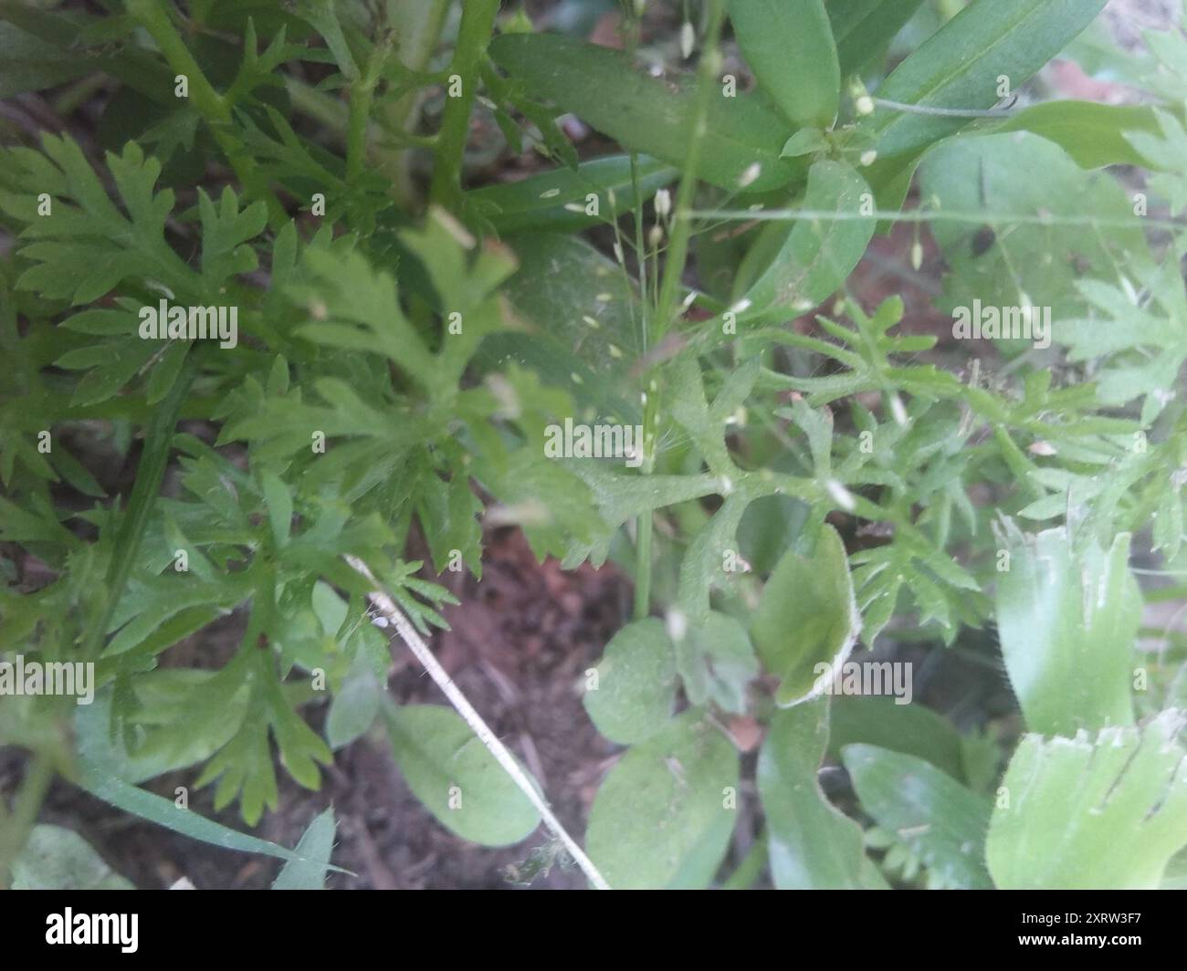 vascular plants (Tracheophyta) Plantae Stock Photo - Alamy