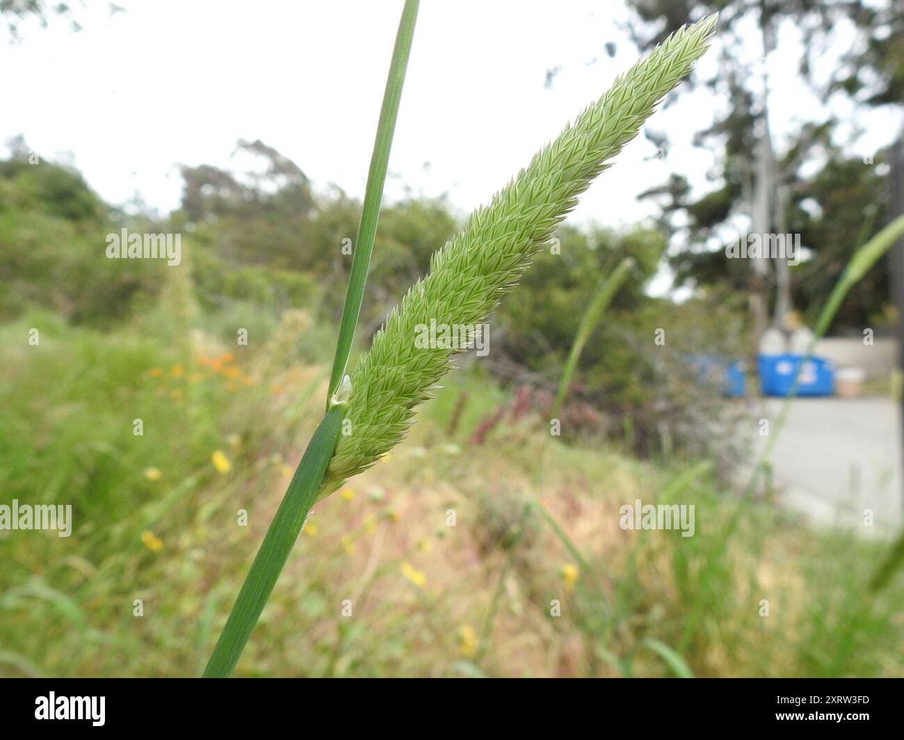 harding grass (Phalaris aquatica) Plantae Stock Photo - Alamy