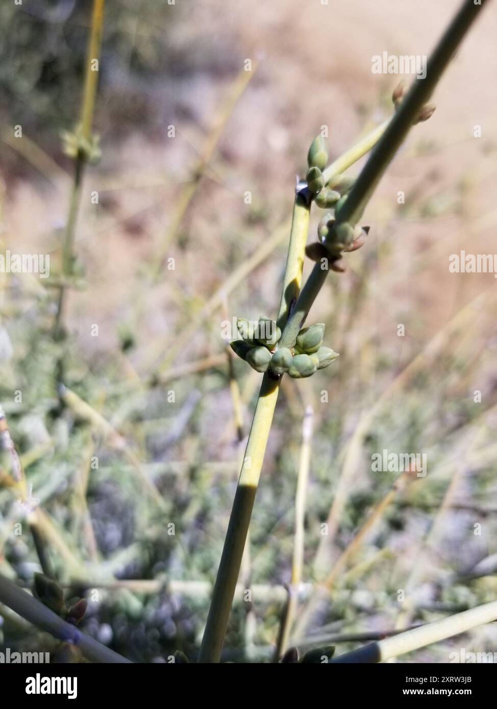 rough jointfir (Ephedra aspera) Plantae Stock Photo - Alamy