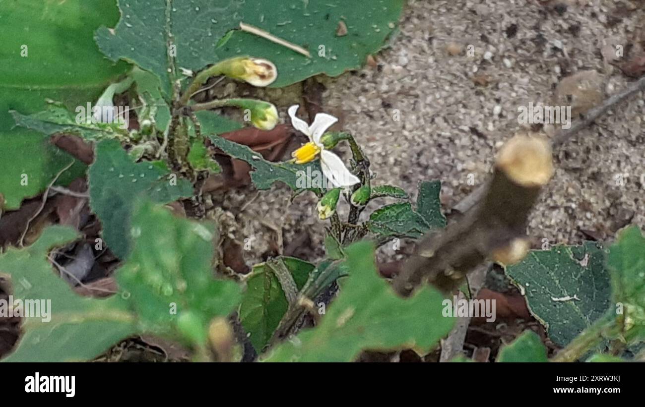 Wonderberry (Solanum retroflexum) Plantae Stock Photo - Alamy