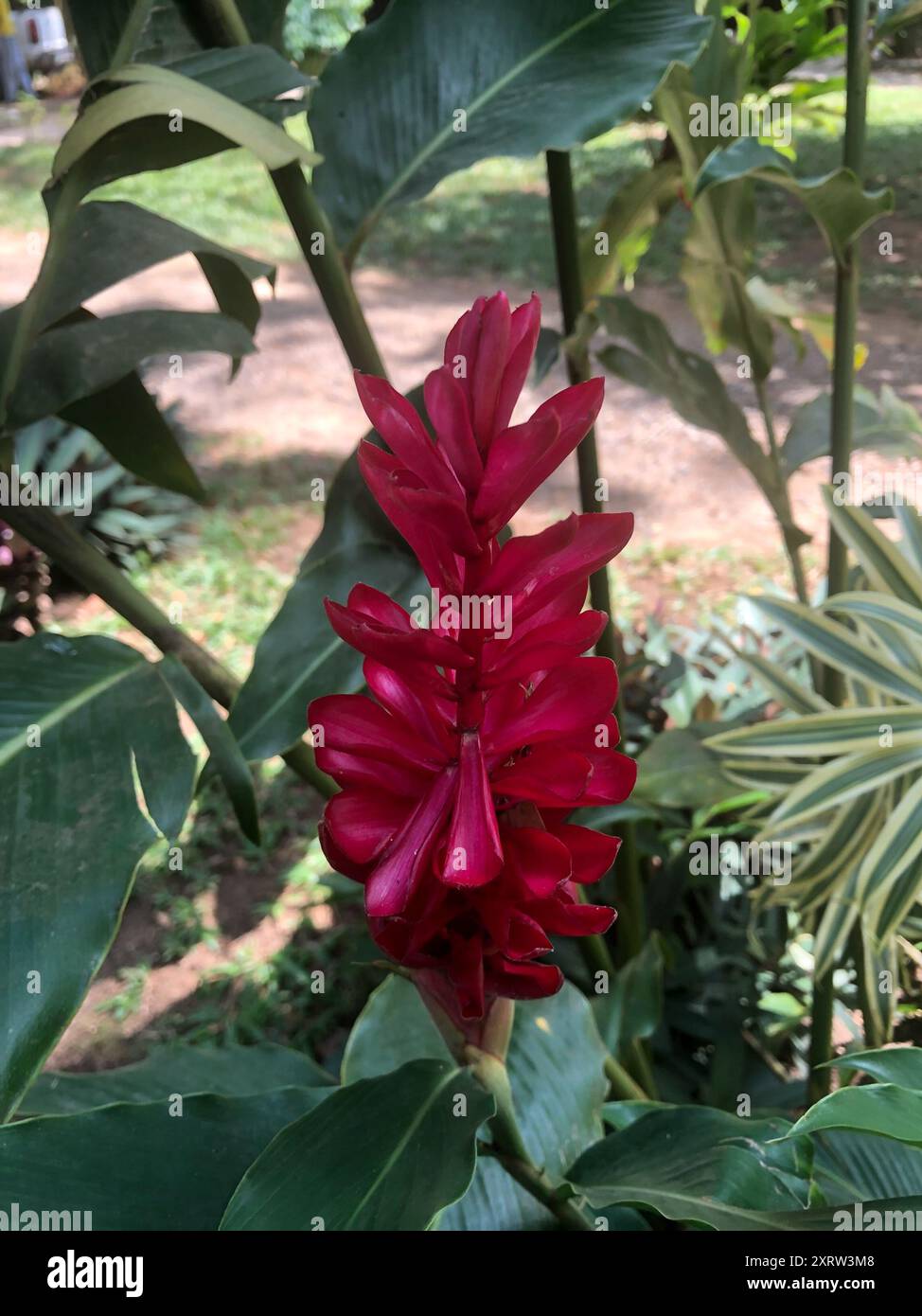 Red Ginger (Alpinia purpurata) Plantae Stock Photo - Alamy