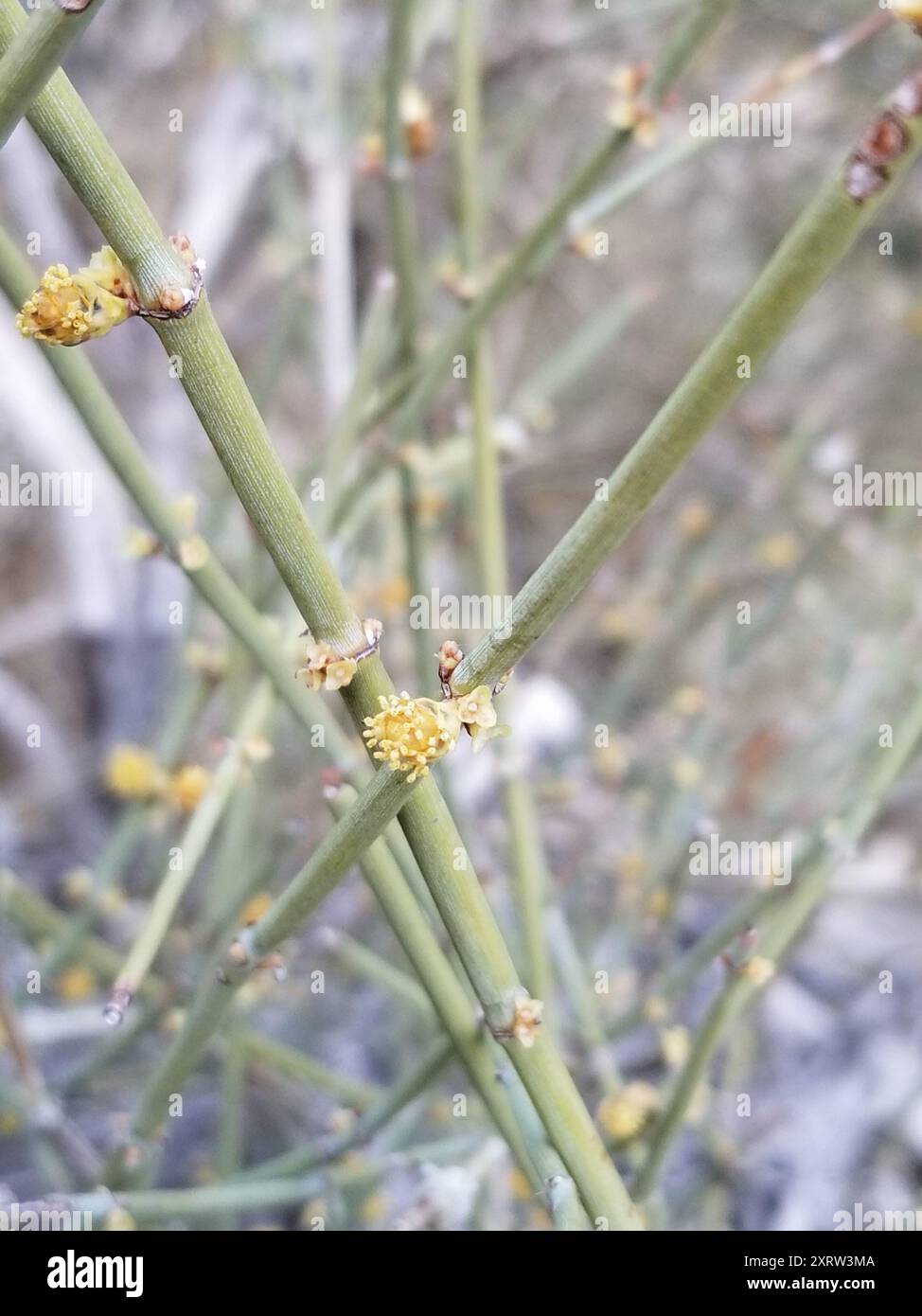 rough jointfir (Ephedra aspera) Plantae Stock Photo - Alamy