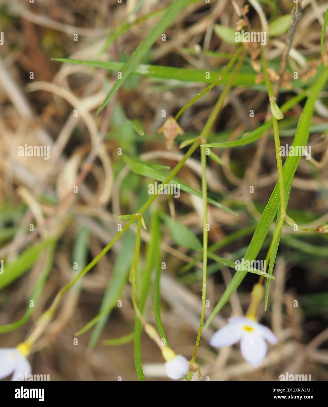 azure bluet (Houstonia caerulea) Plantae Stock Photo - Alamy