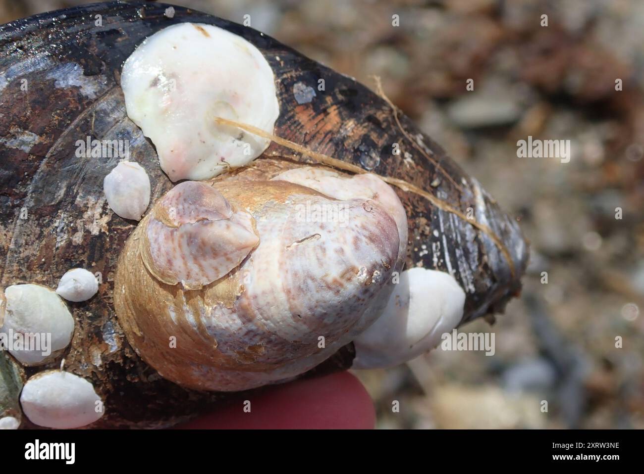 Common Atlantic Slippersnail (Crepidula fornicata) Mollusca Stock Photo ...