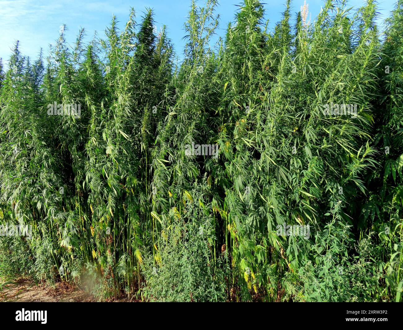 ...des Landwirts neue wieder entdeckte Zukunft...Anbau der Hanfpflanze ...