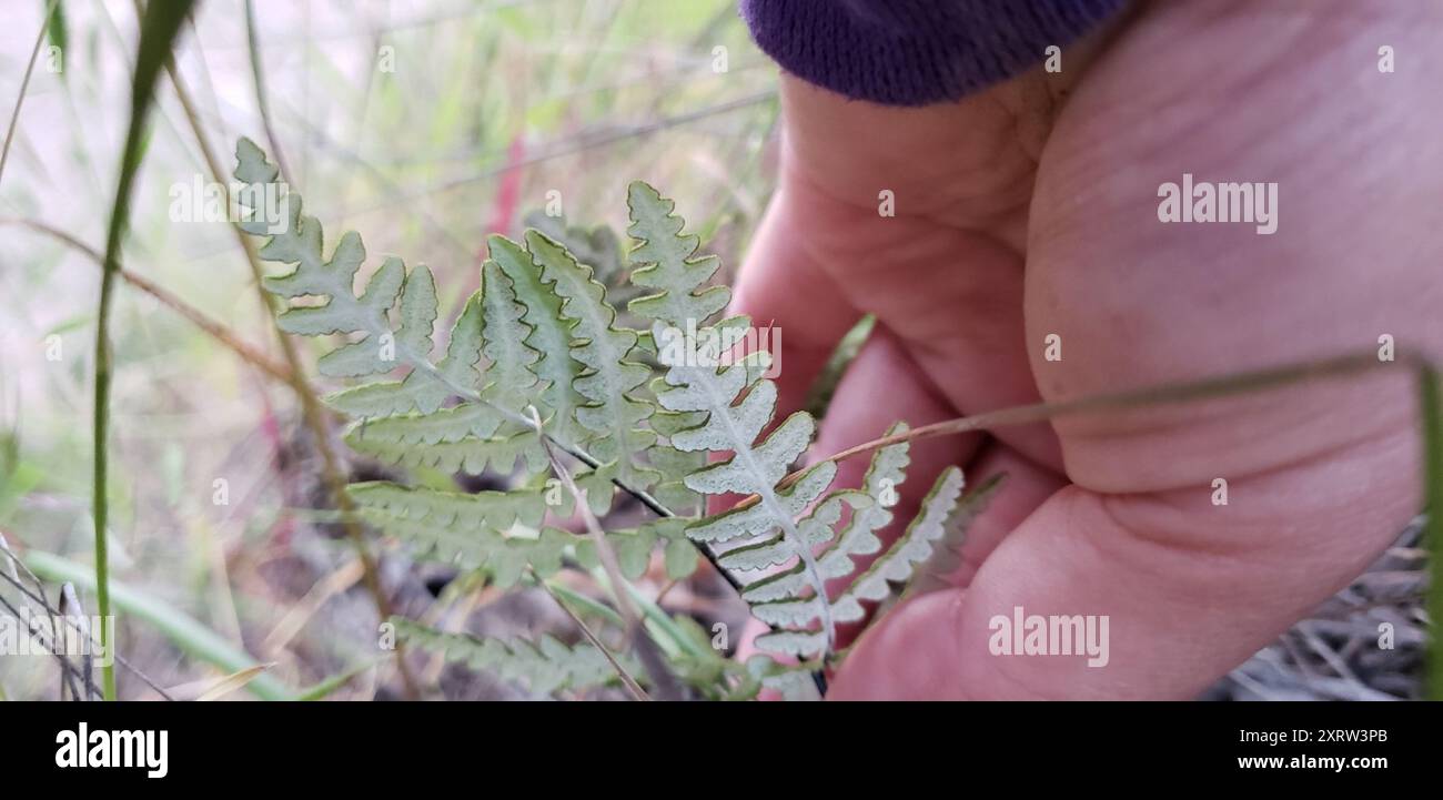 San Diego Silverback Fern (Pentagramma glanduloviscida) Plantae Stock ...