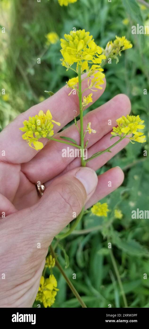 annual bastard cabbage (Rapistrum rugosum) Plantae Stock Photo - Alamy