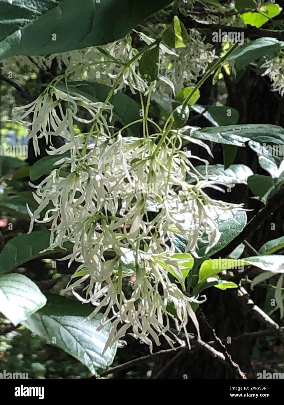 white fringetree (Chionanthus virginicus) Plantae Stock Photo - Alamy