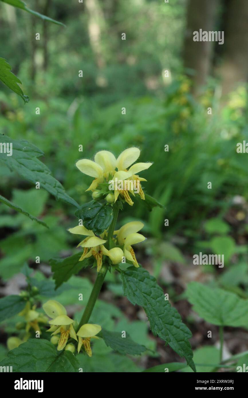 yellow archangel (Lamium galeobdolon) Plantae Stock Photo - Alamy
