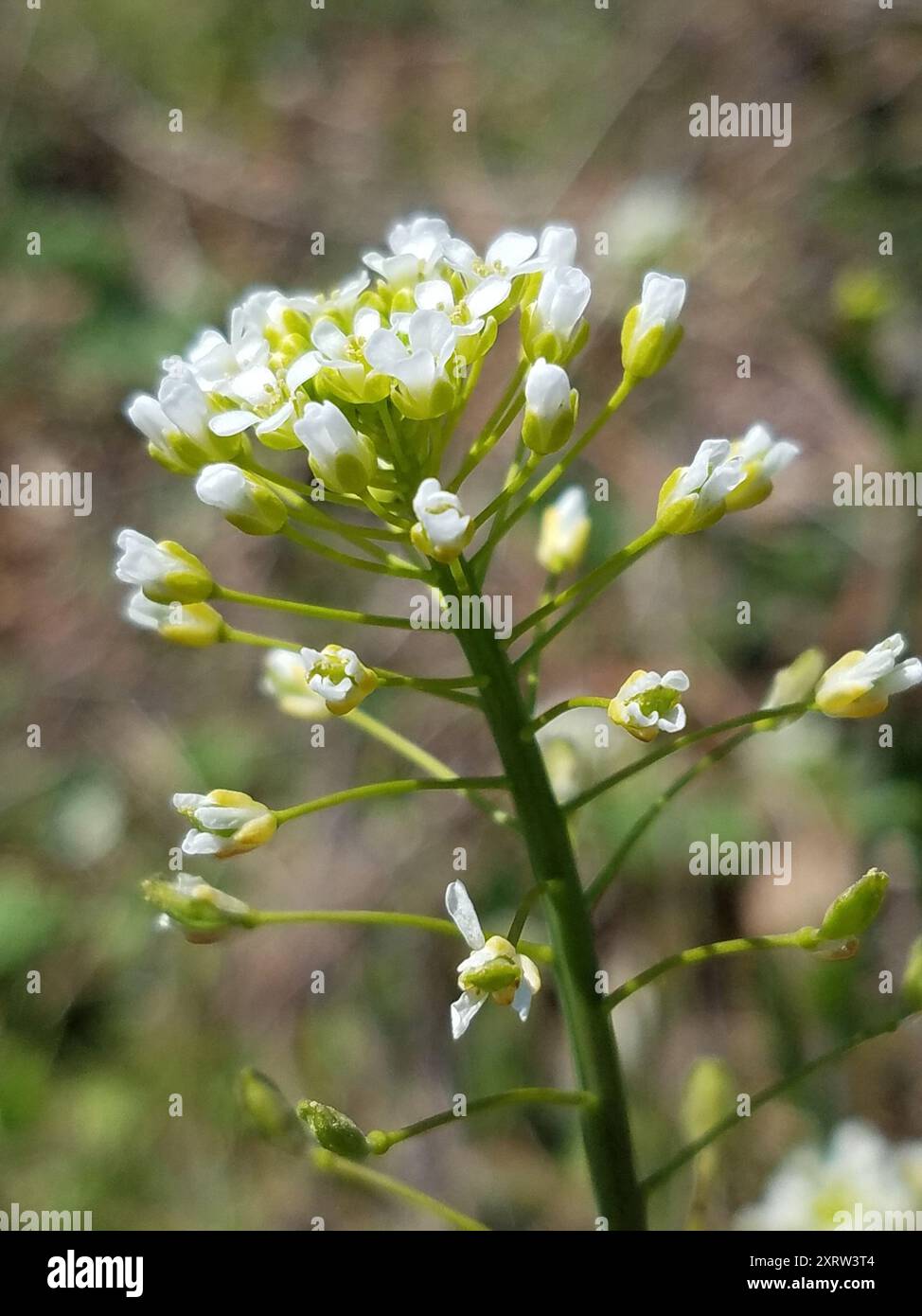 garlic penny-cress (Mummenhoffia alliacea) Plantae Stock Photo - Alamy