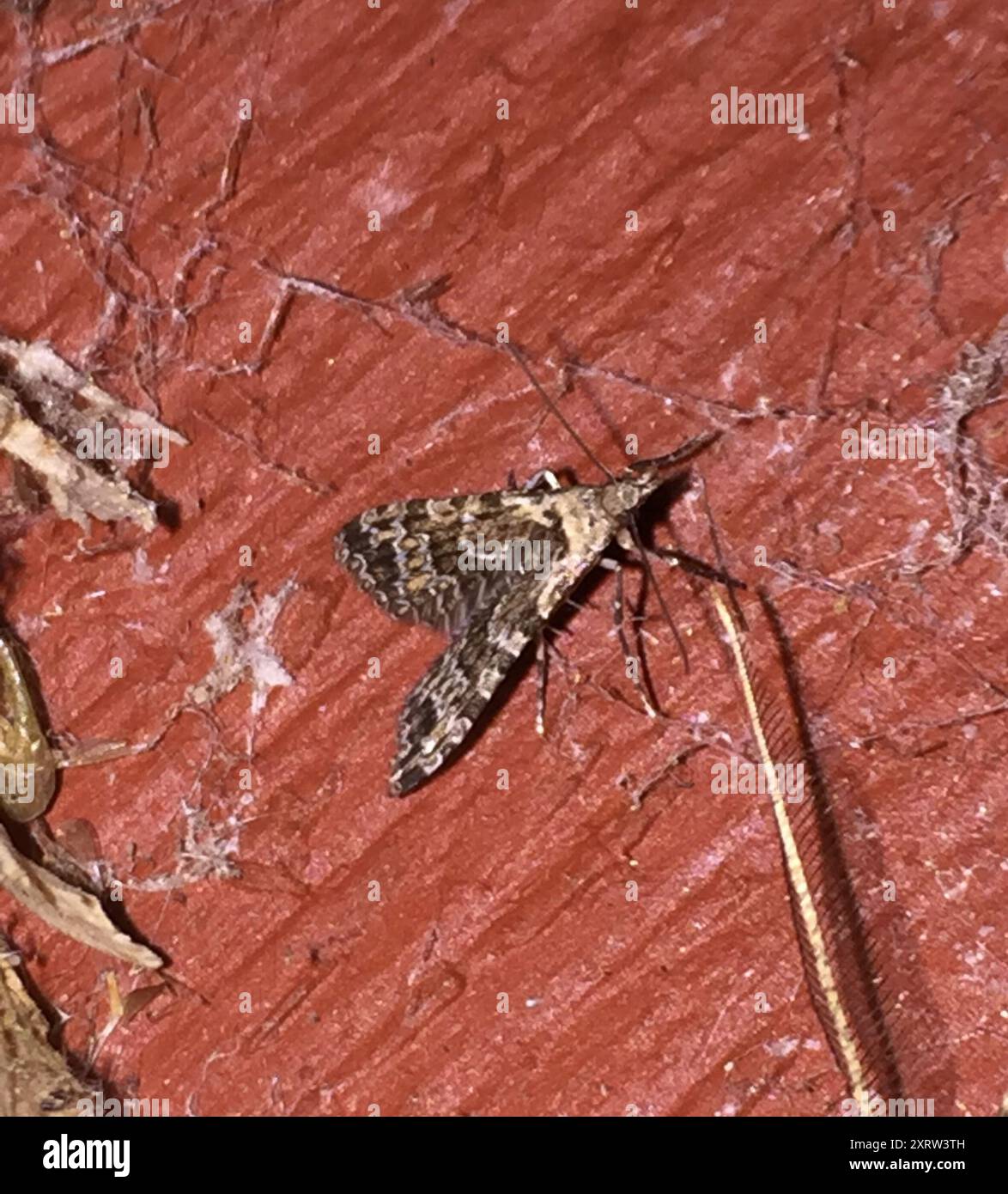 Montana Six-plume Moth (Alucita montana) Insecta Stock Photo - Alamy