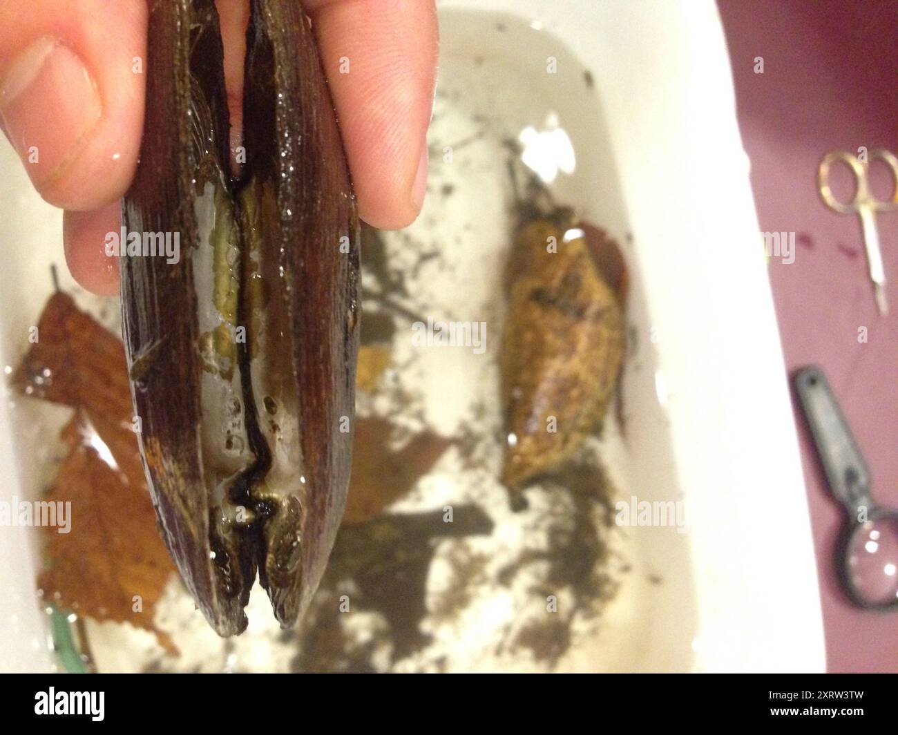 River Mussels (Unionidae) Mollusca Stock Photo - Alamy