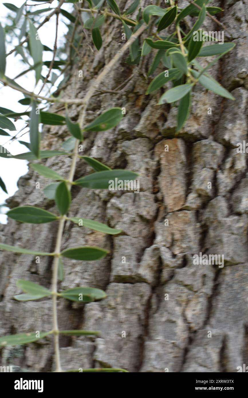 Common White Quebracho (Aspidosperma quebracho-blanco) Plantae Stock ...