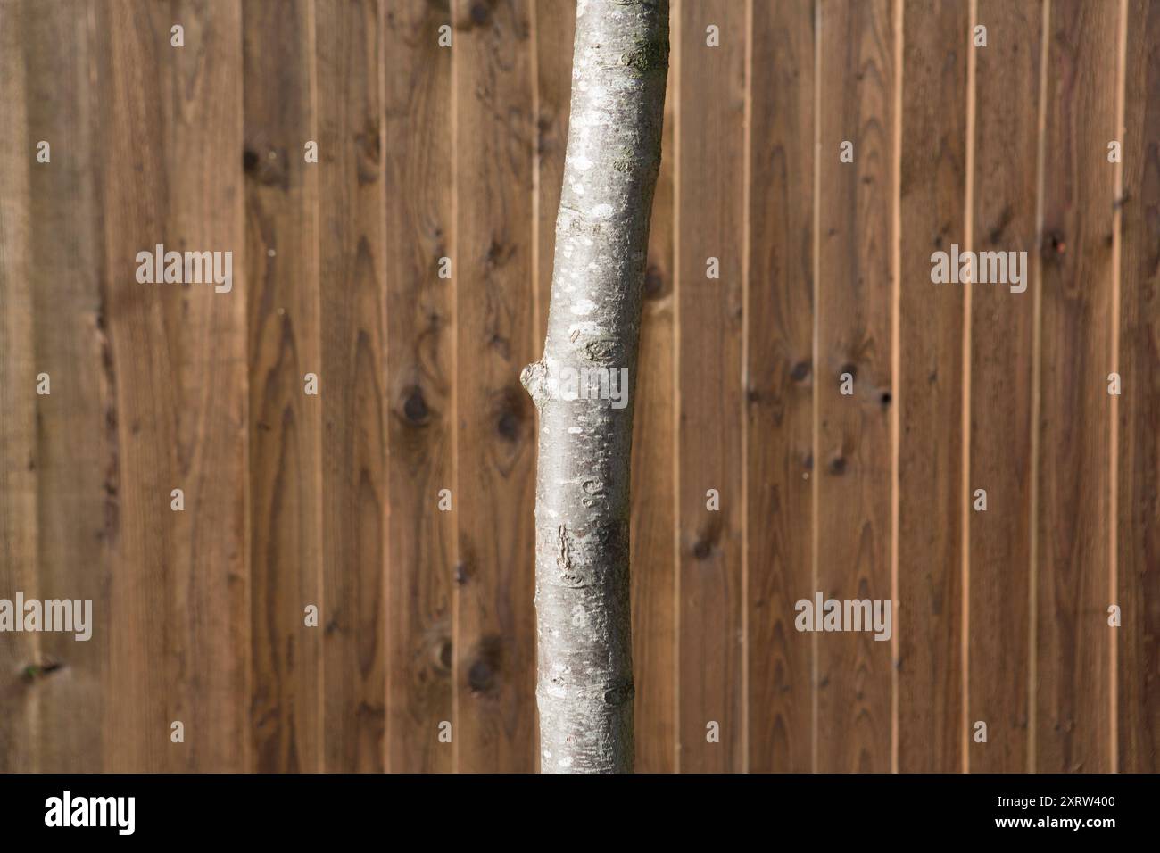 A neat wooden fence stands behind a young tree sapling with white bark ...