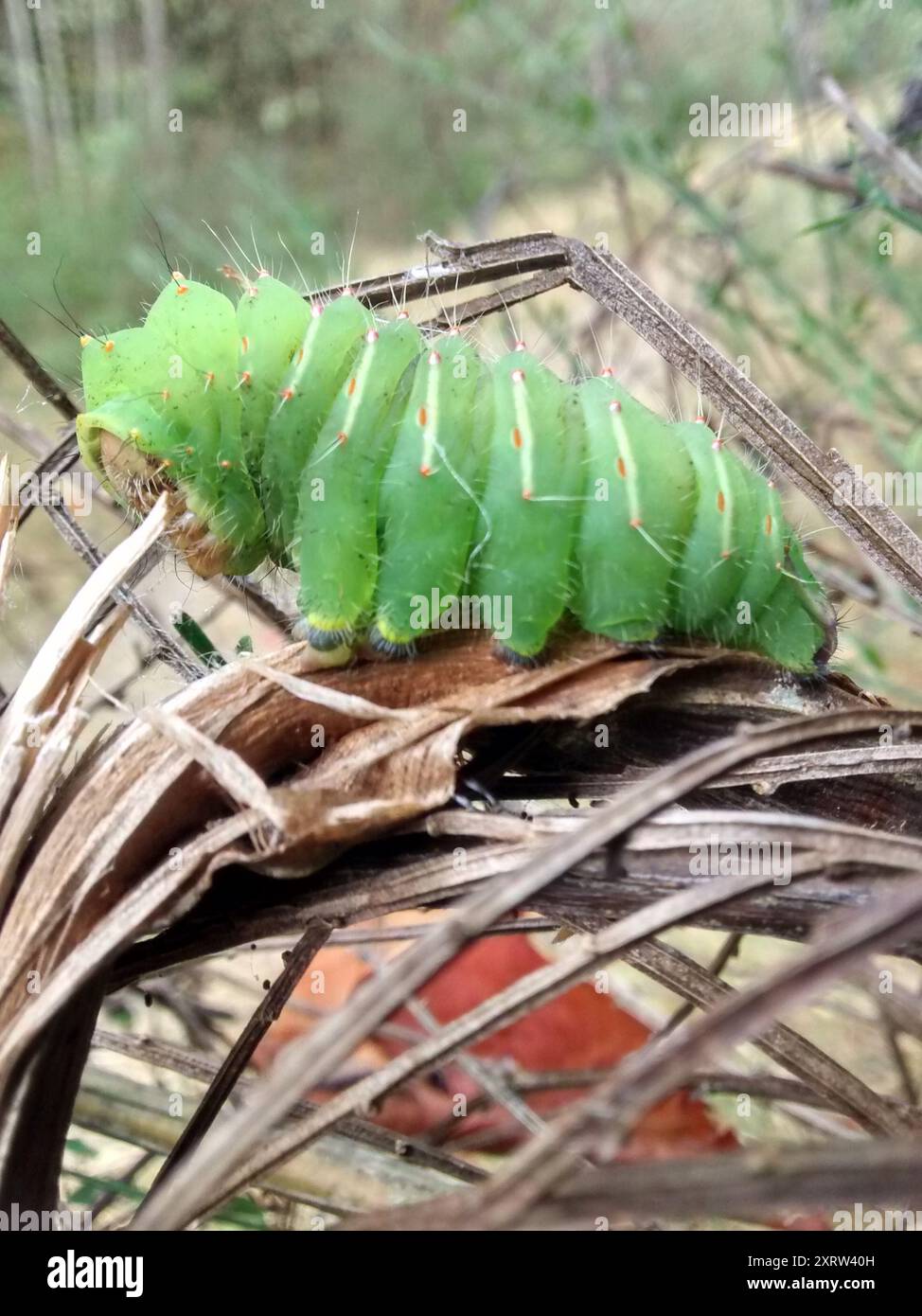 Polyphemus Moth (Antheraea polyphemus) Insecta Stock Photo - Alamy