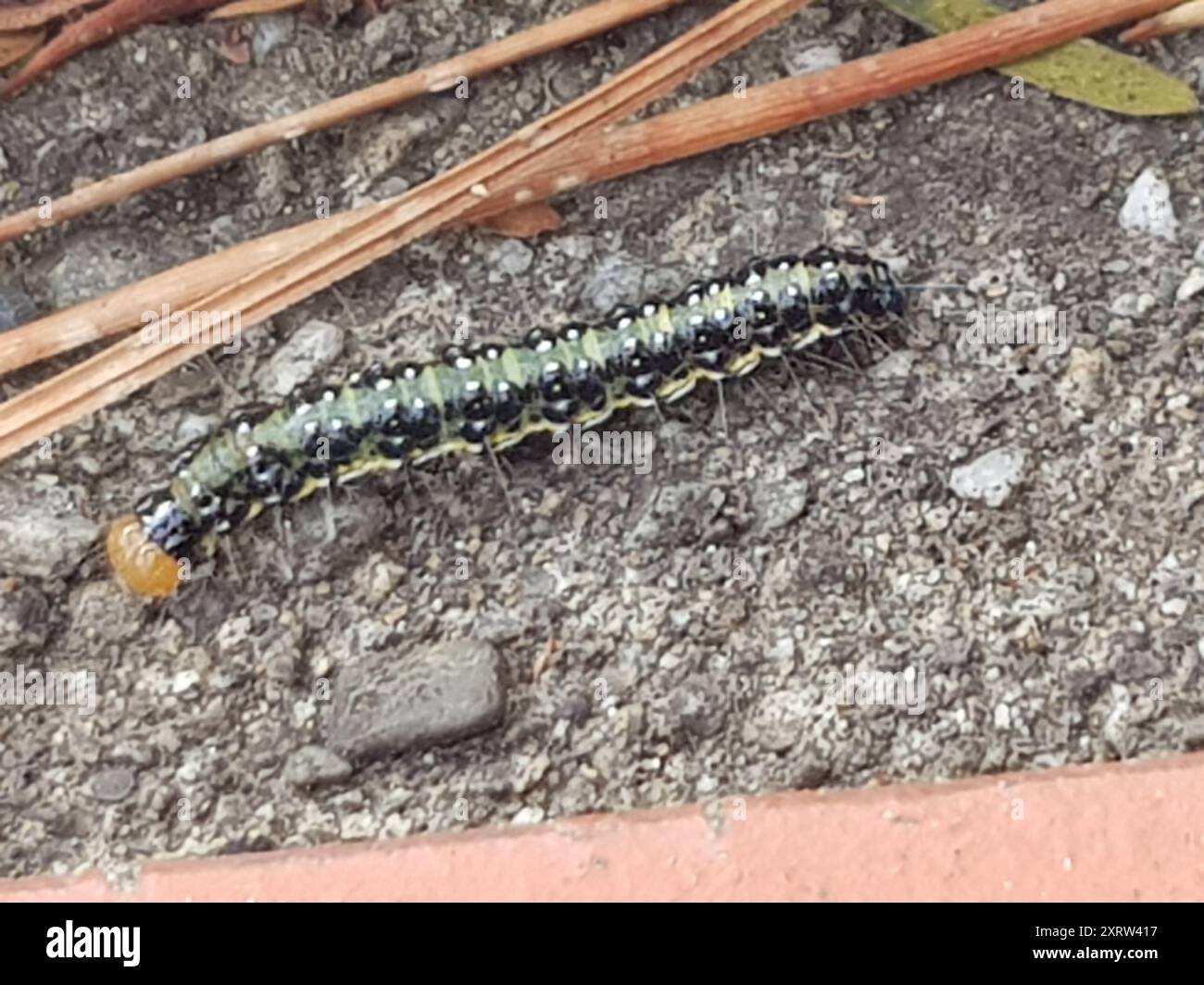 Kowhai moth (Uresiphita maorialis) Insecta Stock Photo - Alamy