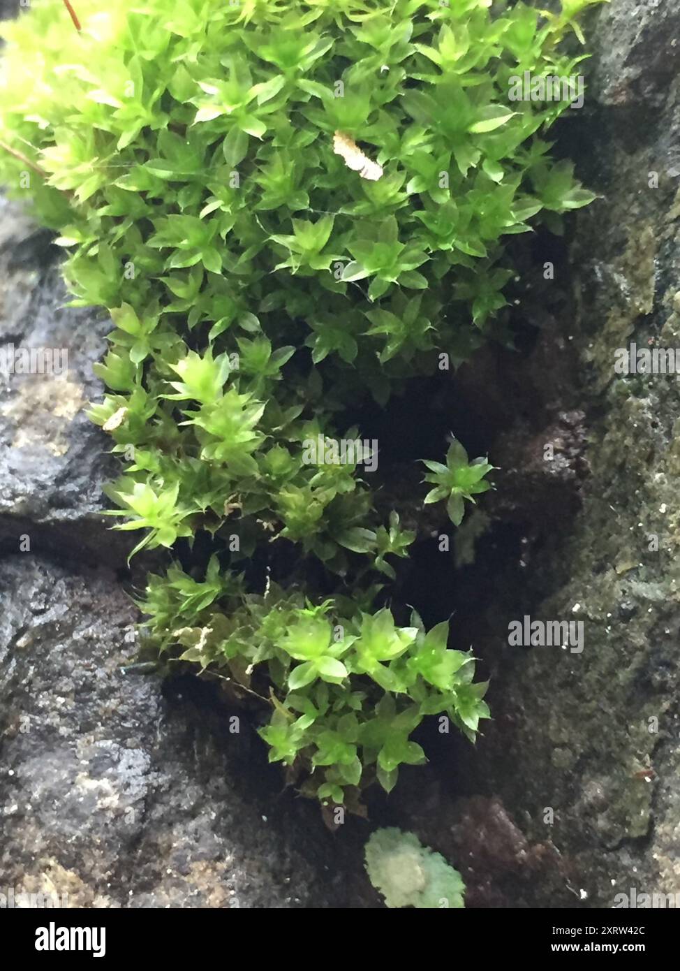 joint-toothed mosses (Bryopsida) Plantae Stock Photo - Alamy