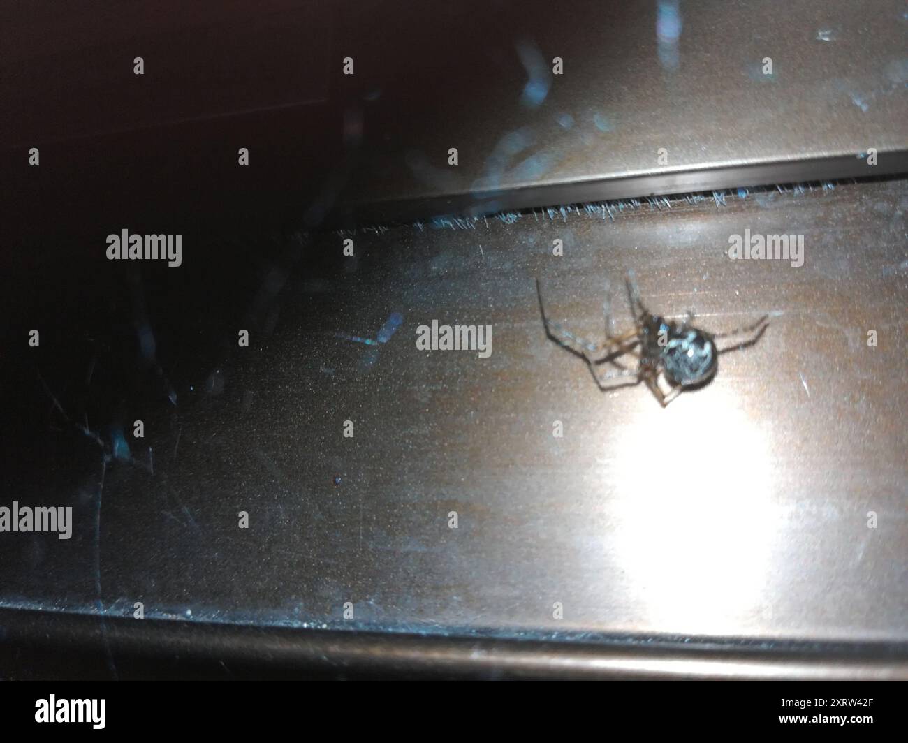 Typical Cobweb Spiders (Theridion) Arachnida Stock Photo - Alamy