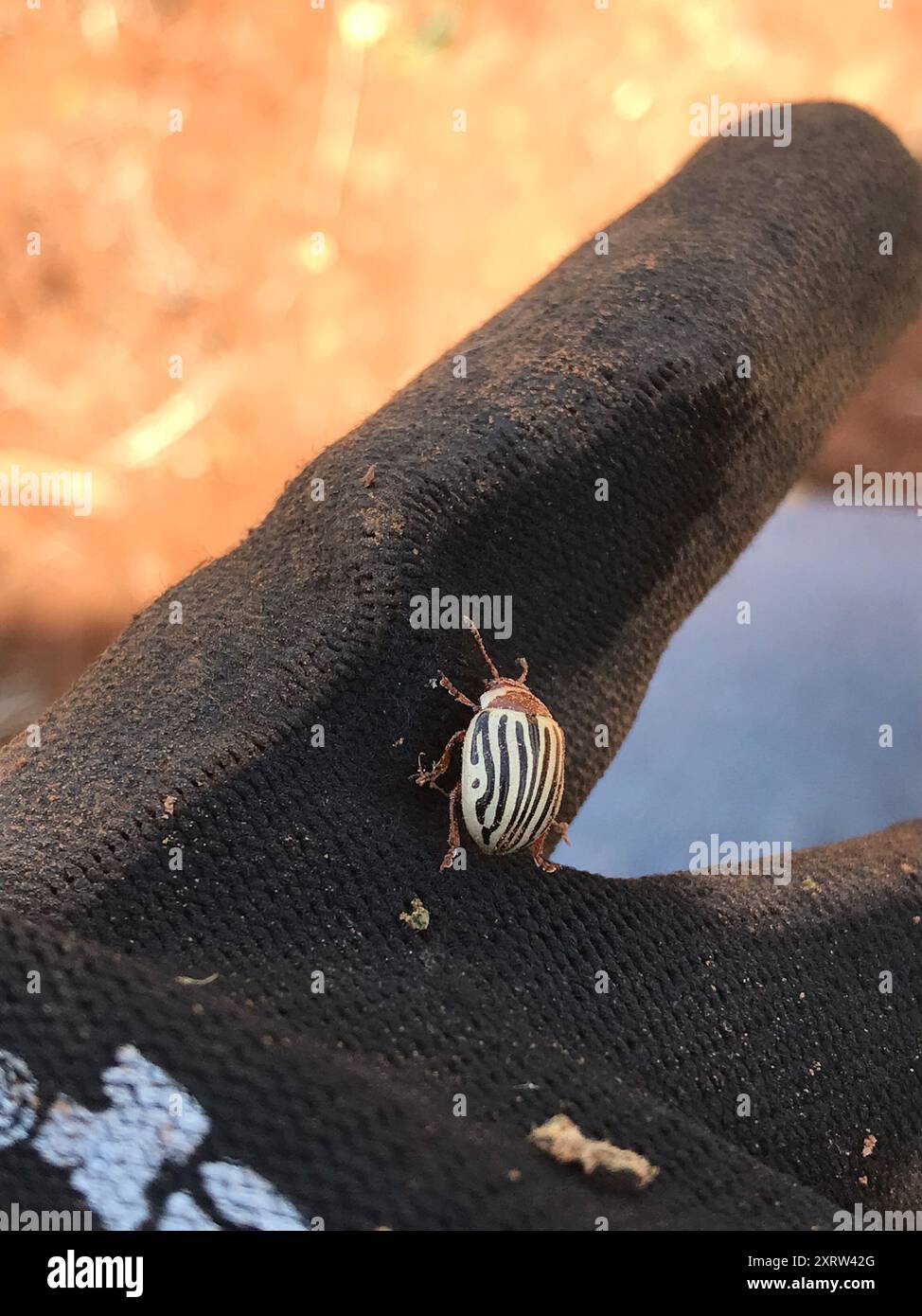 sunflower beetle (Calligrapha exclamationis) Insecta Stock Photo - Alamy