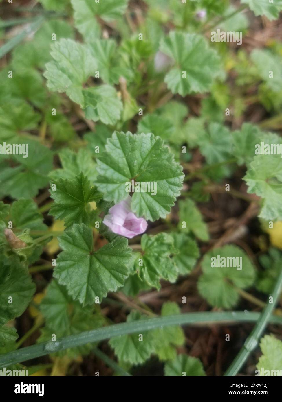 dwarf mallow (Malva neglecta) Plantae Stock Photo - Alamy