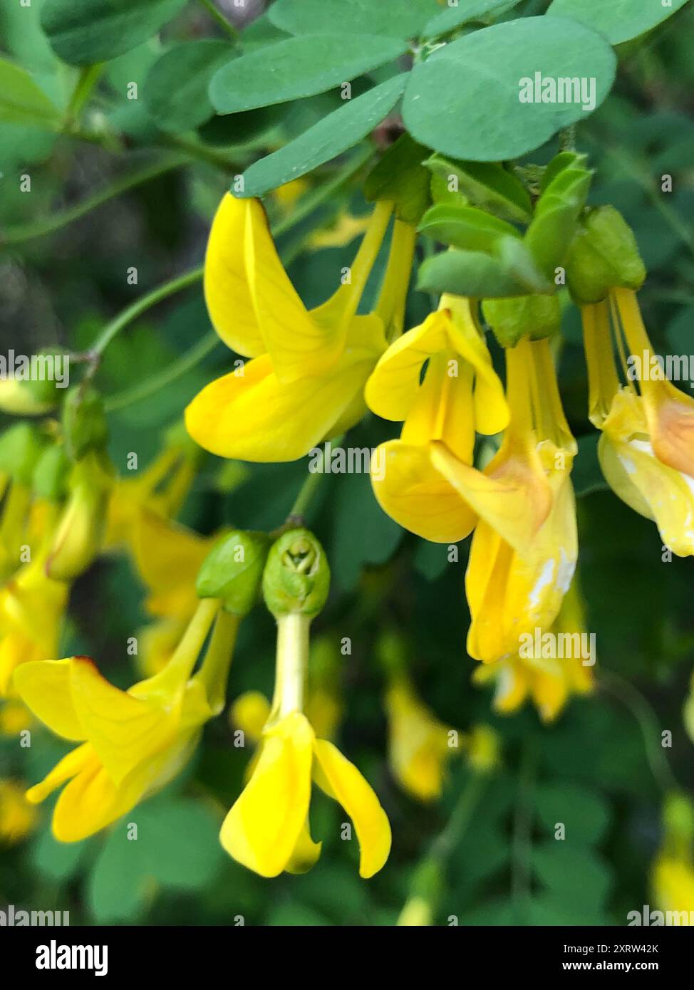 Scorpion Senna (Hippocrepis emerus) Plantae Stock Photo - Alamy