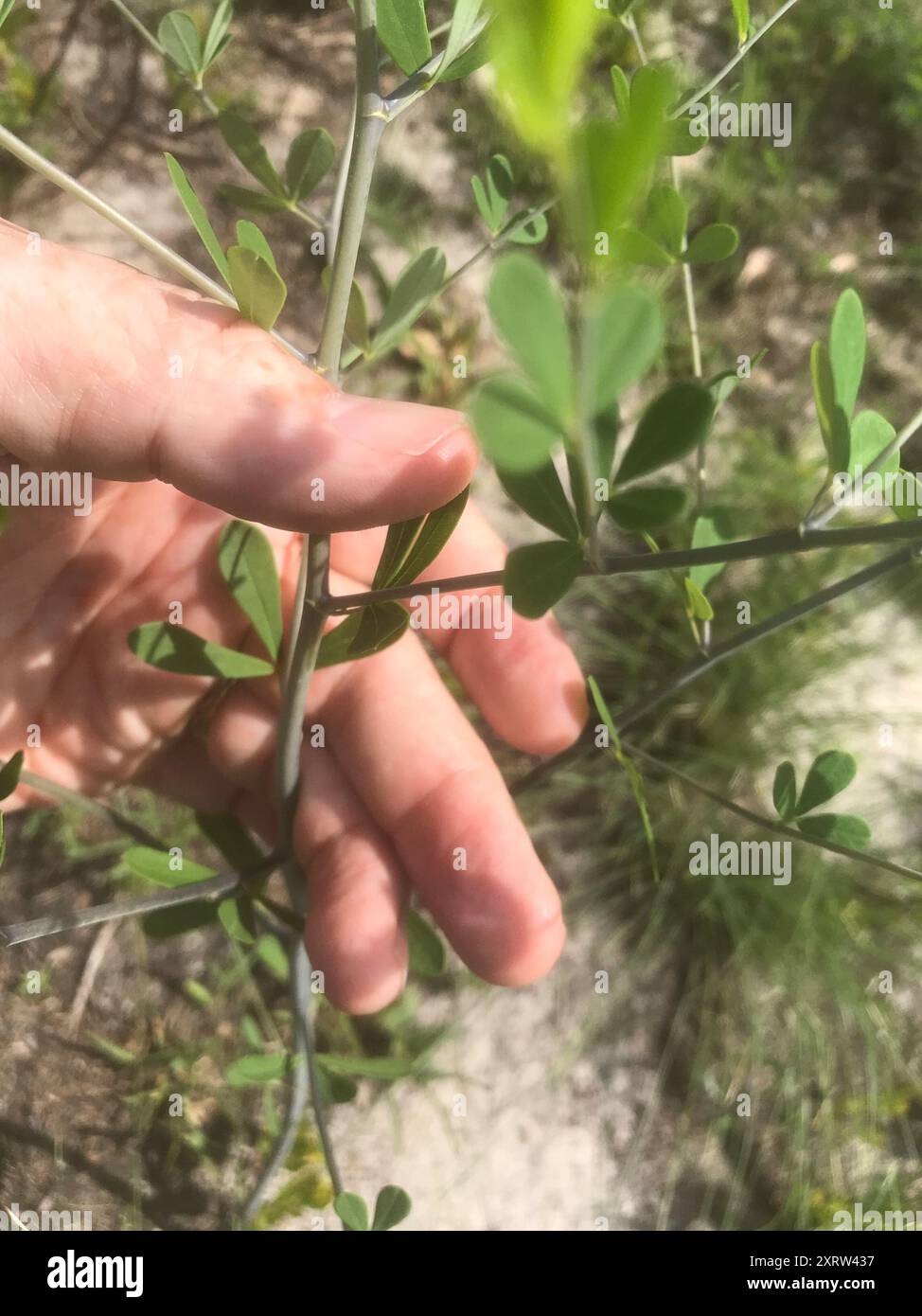 eastern wild indigo (Baptisia tinctoria) Plantae Stock Photo - Alamy