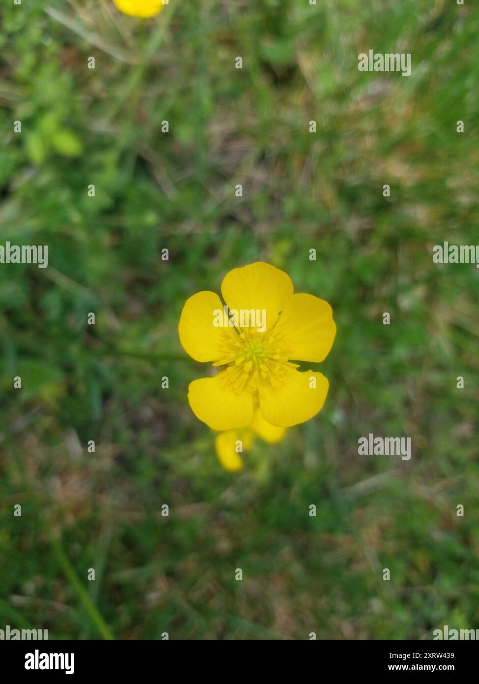 bulbous buttercup (Ranunculus bulbosus) Plantae Stock Photo - Alamy