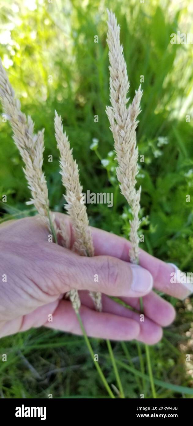 Texas bluegrass (Poa arachnifera) Plantae Stock Photo - Alamy