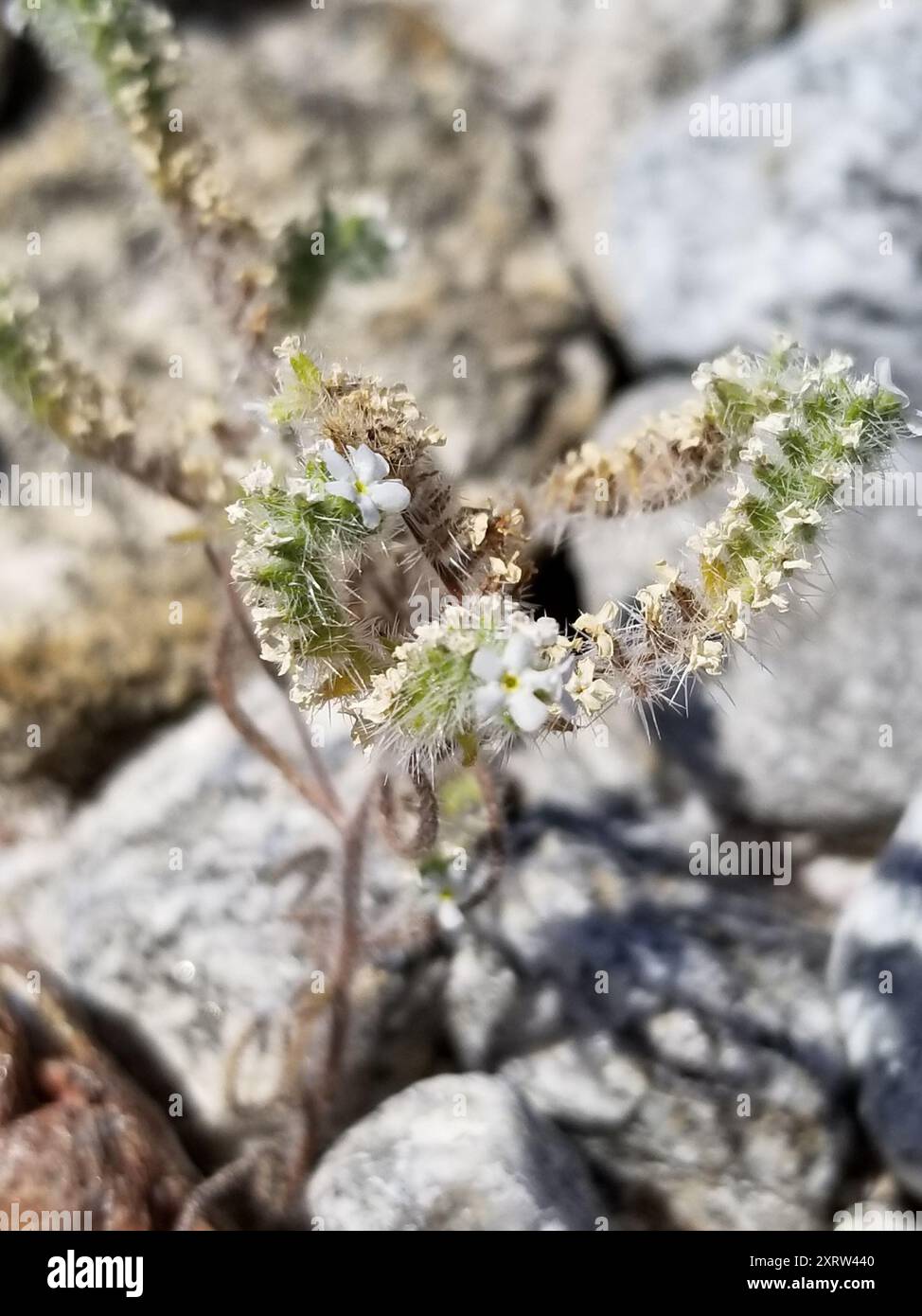 Clearwater cryptantha (Cryptantha intermedia) Plantae Stock Photo - Alamy