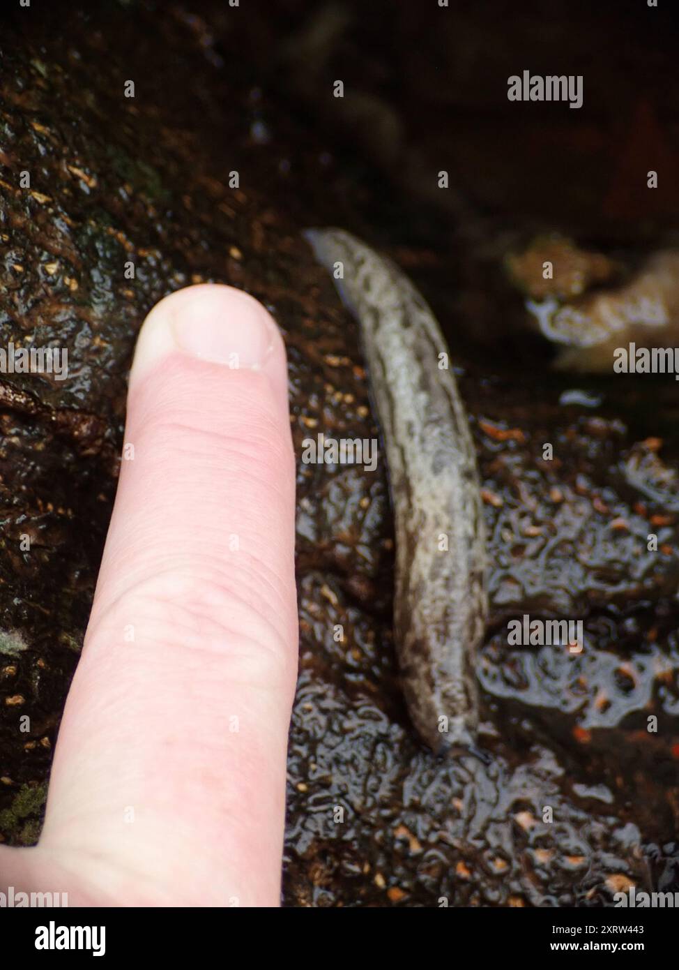 Changeable Mantleslug (Megapallifera mutabilis) Mollusca Stock Photo ...