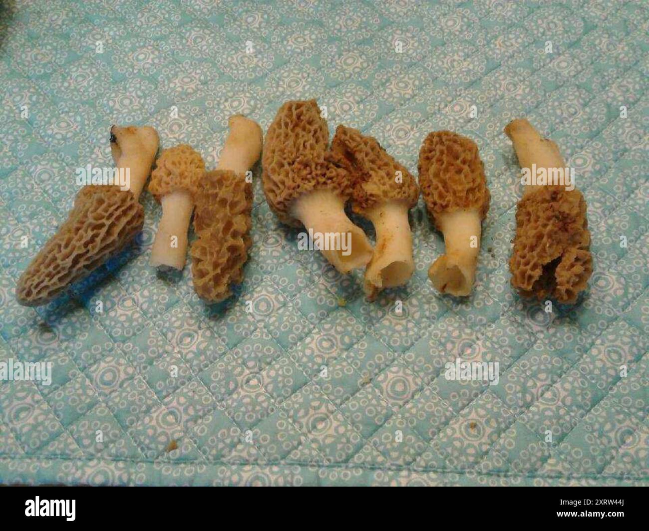 white morel (Morchella americana) Fungi Stock Photo - Alamy