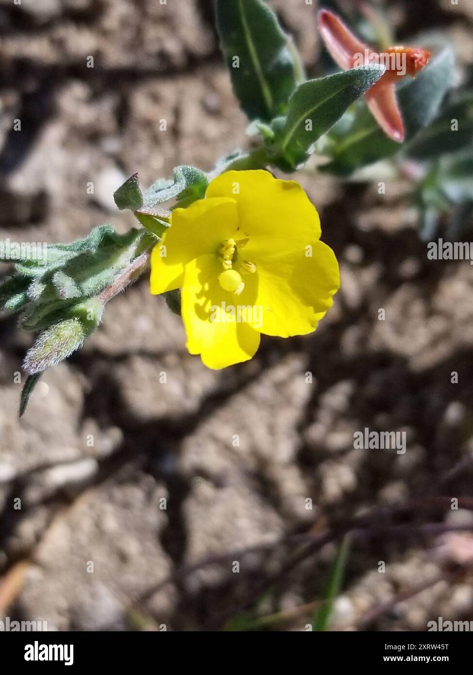 evening primrose family (Onagraceae) Plantae Stock Photo - Alamy