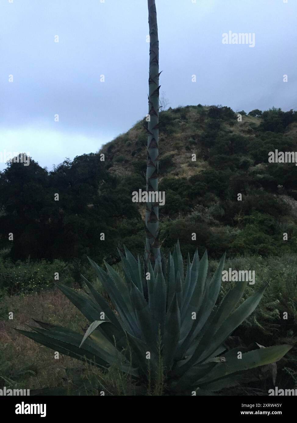 American century plant (Agave americana) Plantae Stock Photo - Alamy