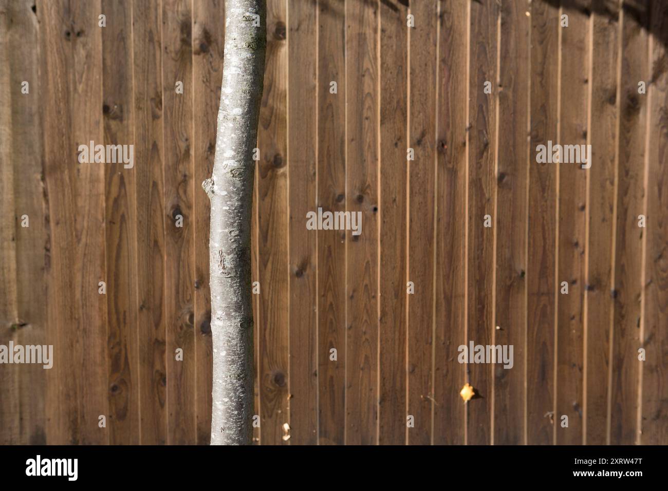 A neat wooden fence stands behind a young tree sapling with white bark ...