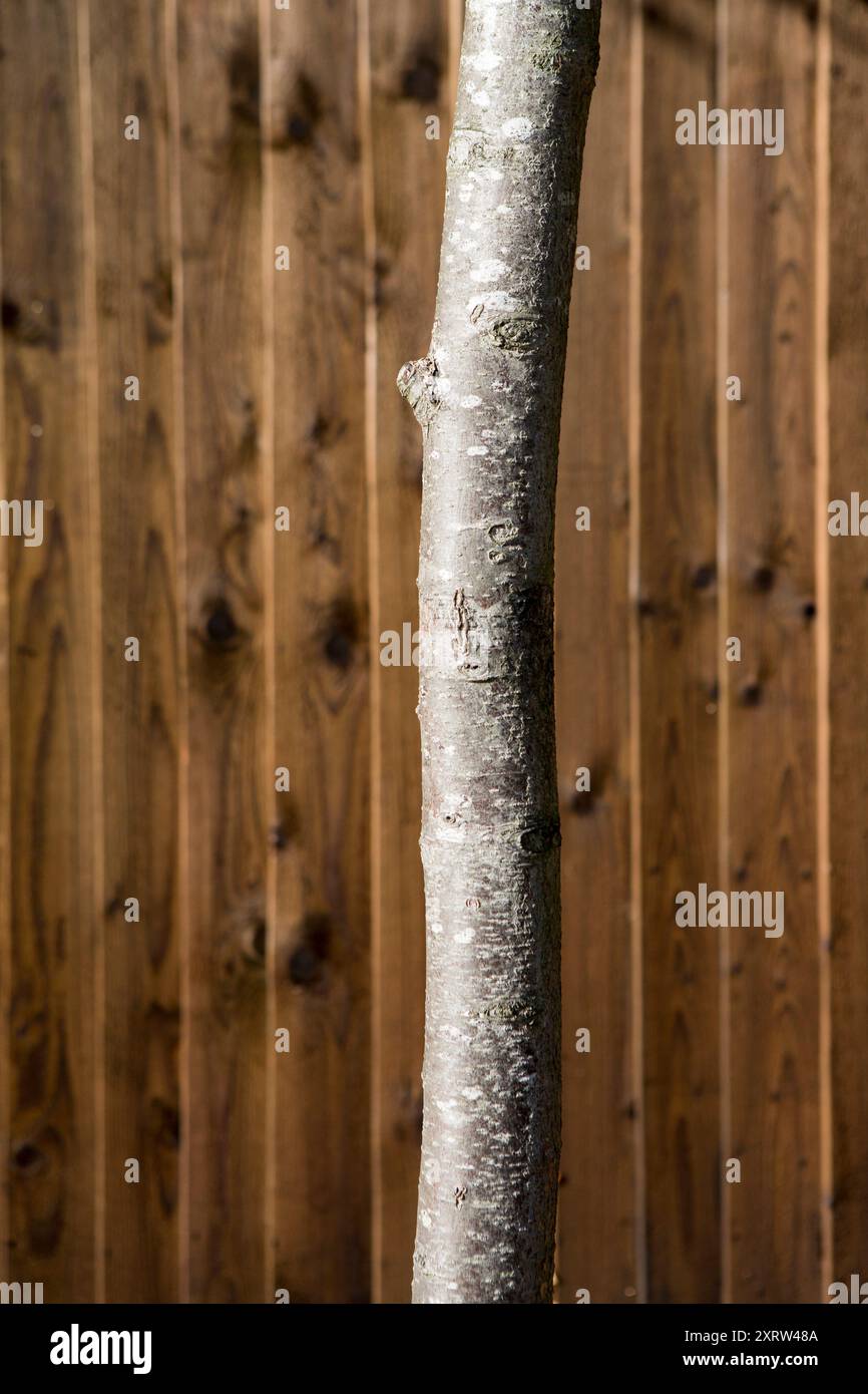 A neat wooden fence stands behind a young tree sapling with white bark ...