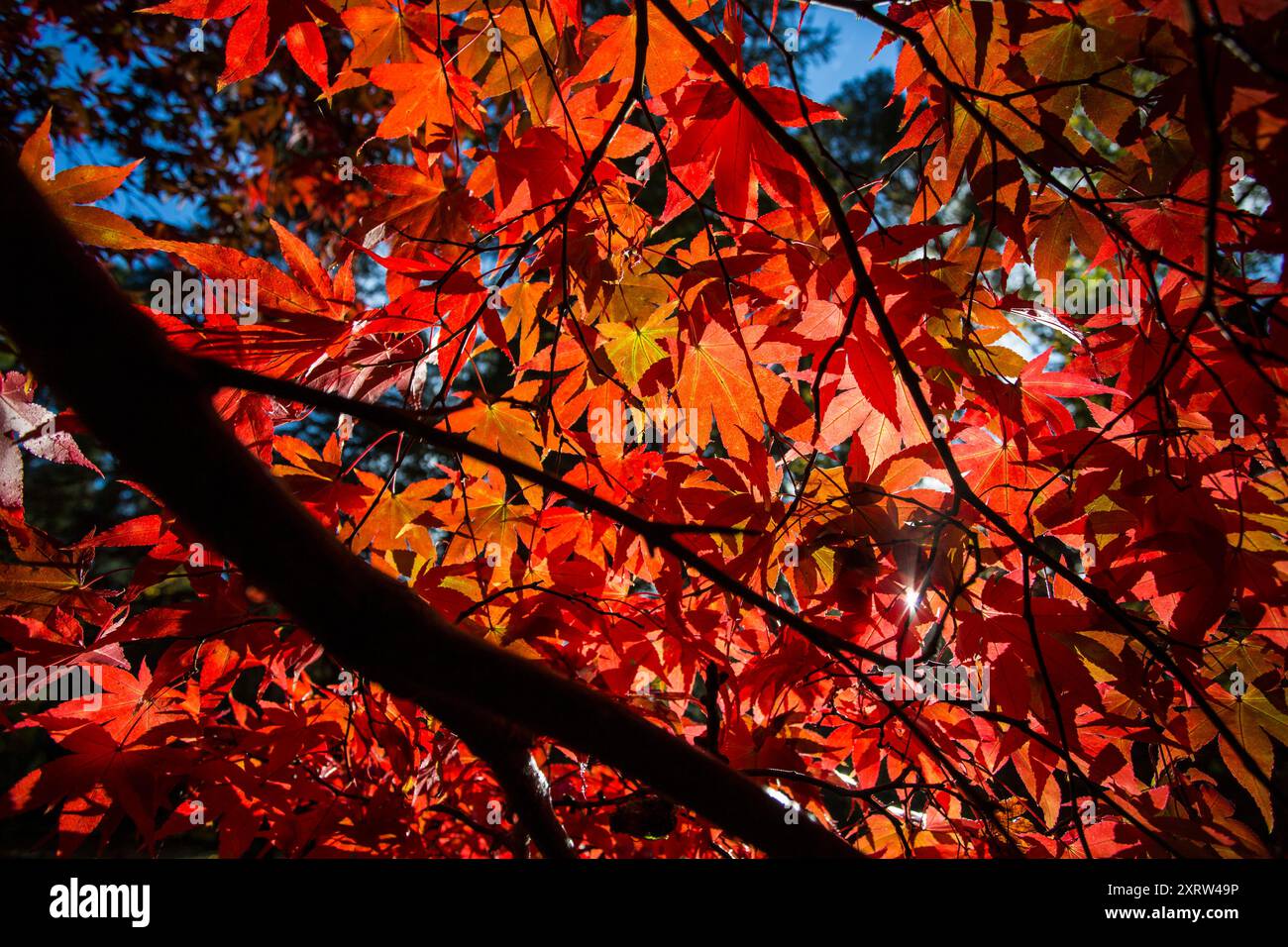 Autumn leaves glowing in deep red, yellow and orange hues backlit by ...