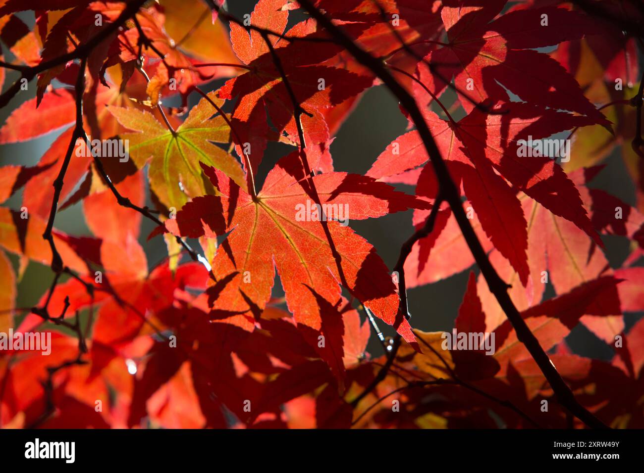 Autumn leaves glowing in deep red, yellow and orange hues backlit by ...