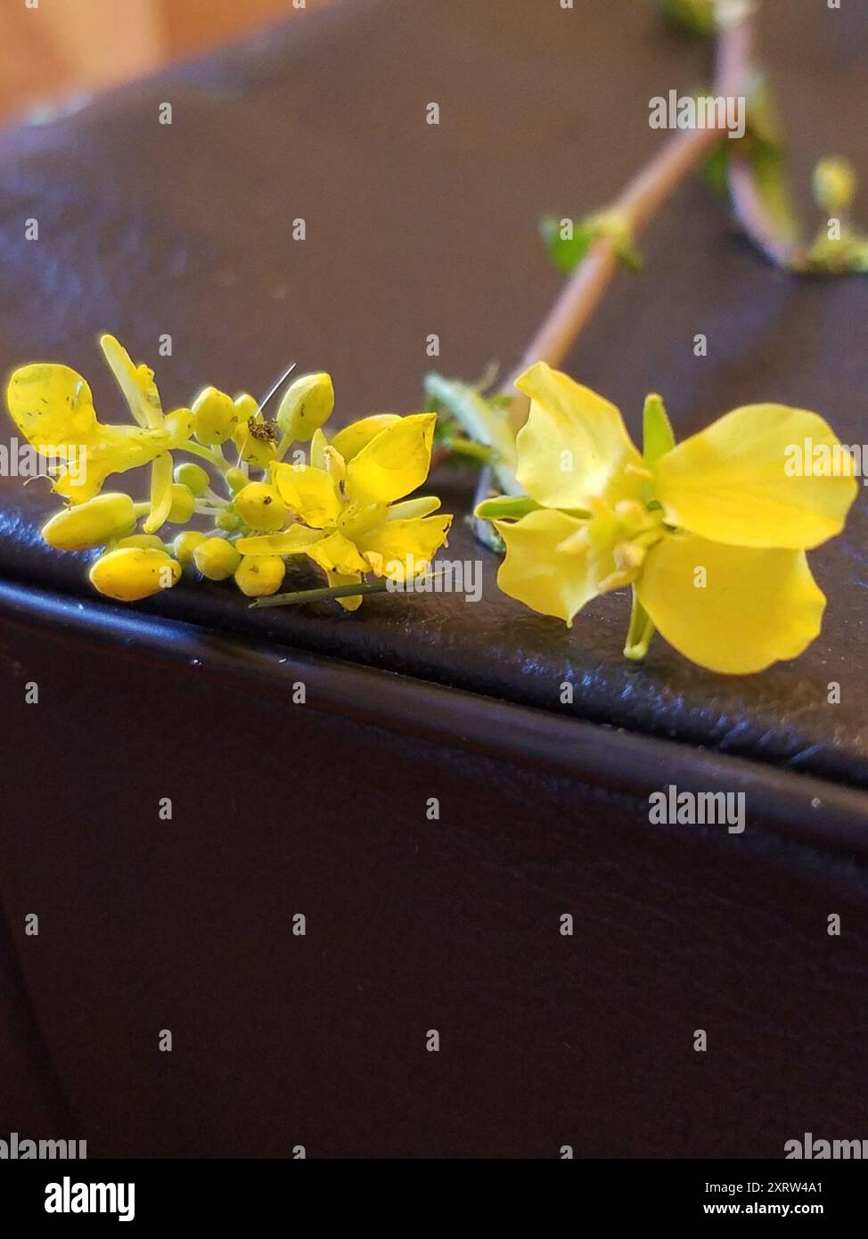 Turnip (Brassica rapa rapa) Plantae Stock Photo - Alamy