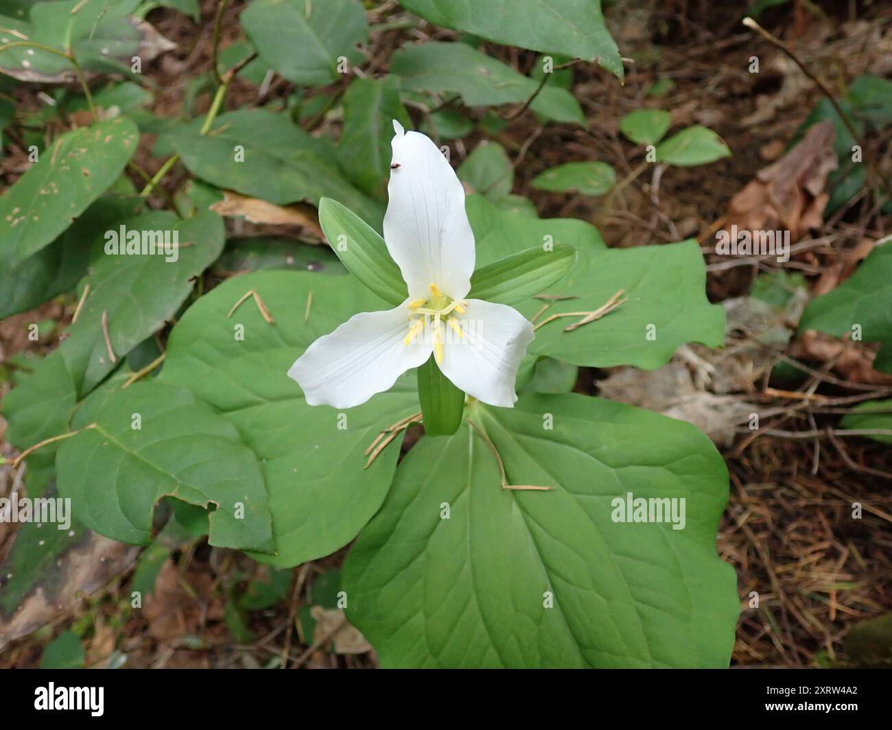 Pacific trillium (Trillium ovatum) Plantae Stock Photo - Alamy
