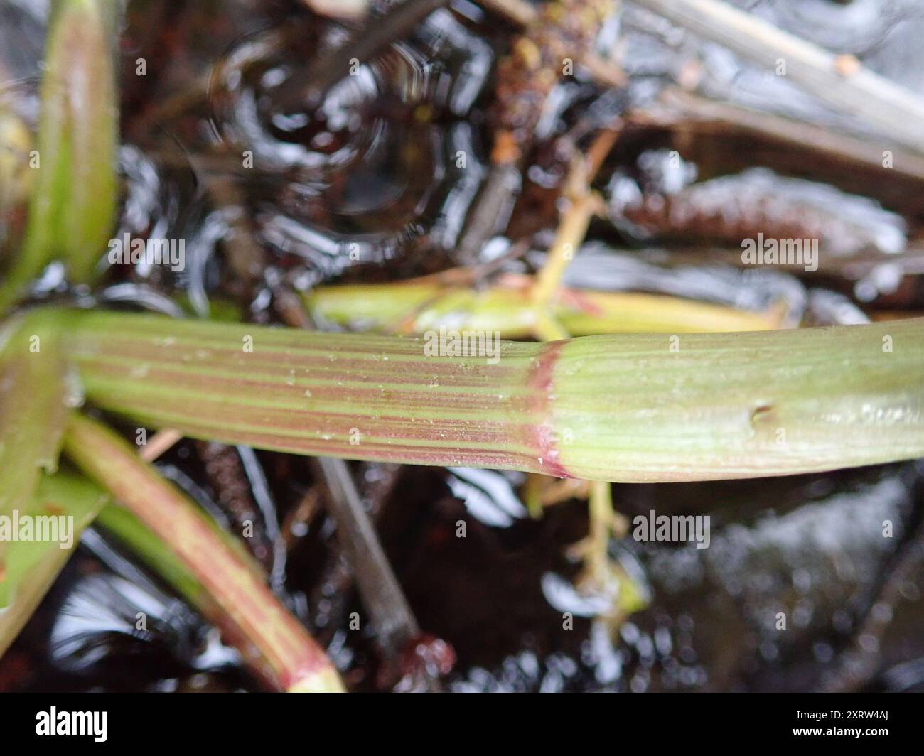 water parsley (Oenanthe sarmentosa) Plantae Stock Photo - Alamy
