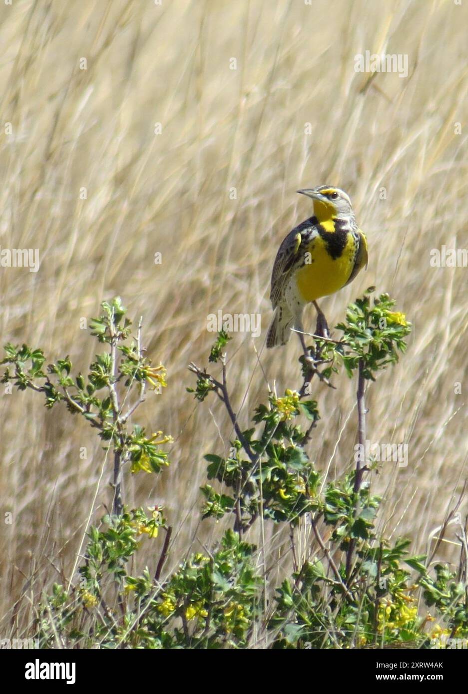 Western Meadowlark (Sturnella neglecta) Aves Stock Photo - Alamy