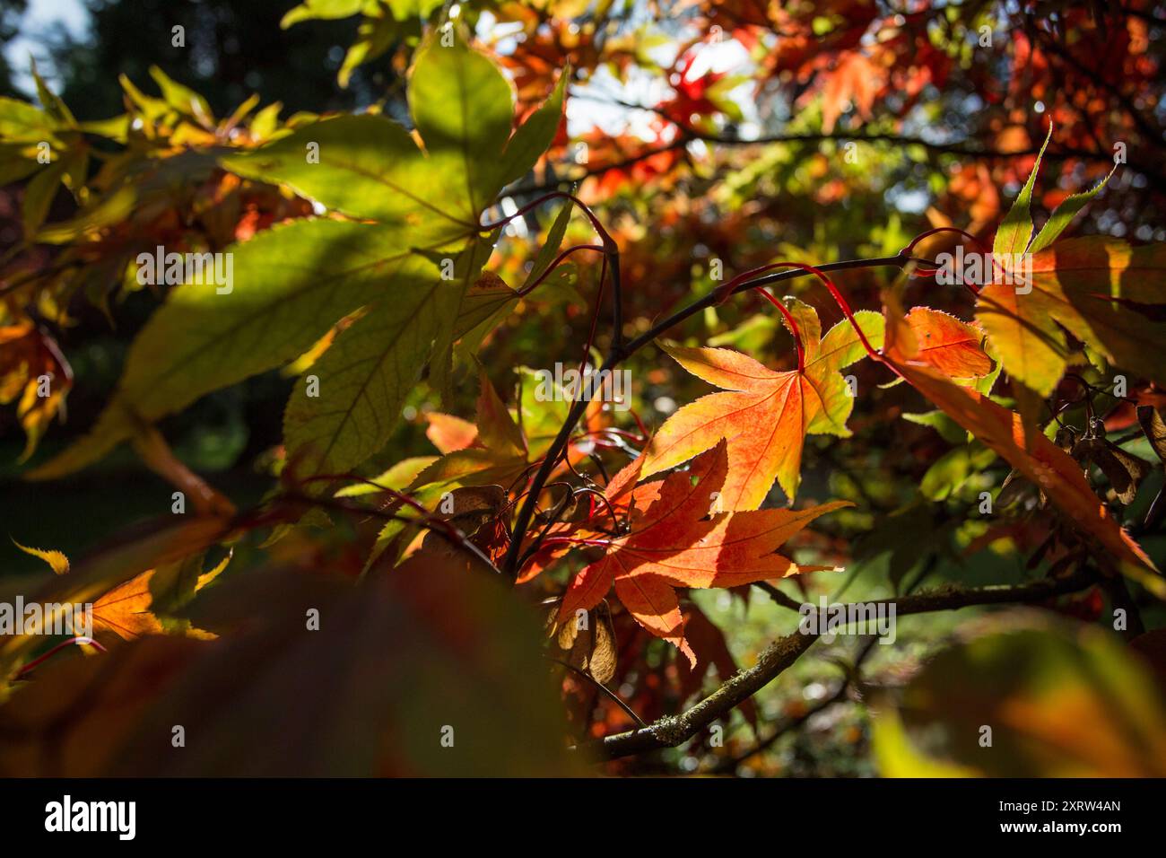 Autumn leaves glowing in deep red, yellow and orange hues backlit by ...