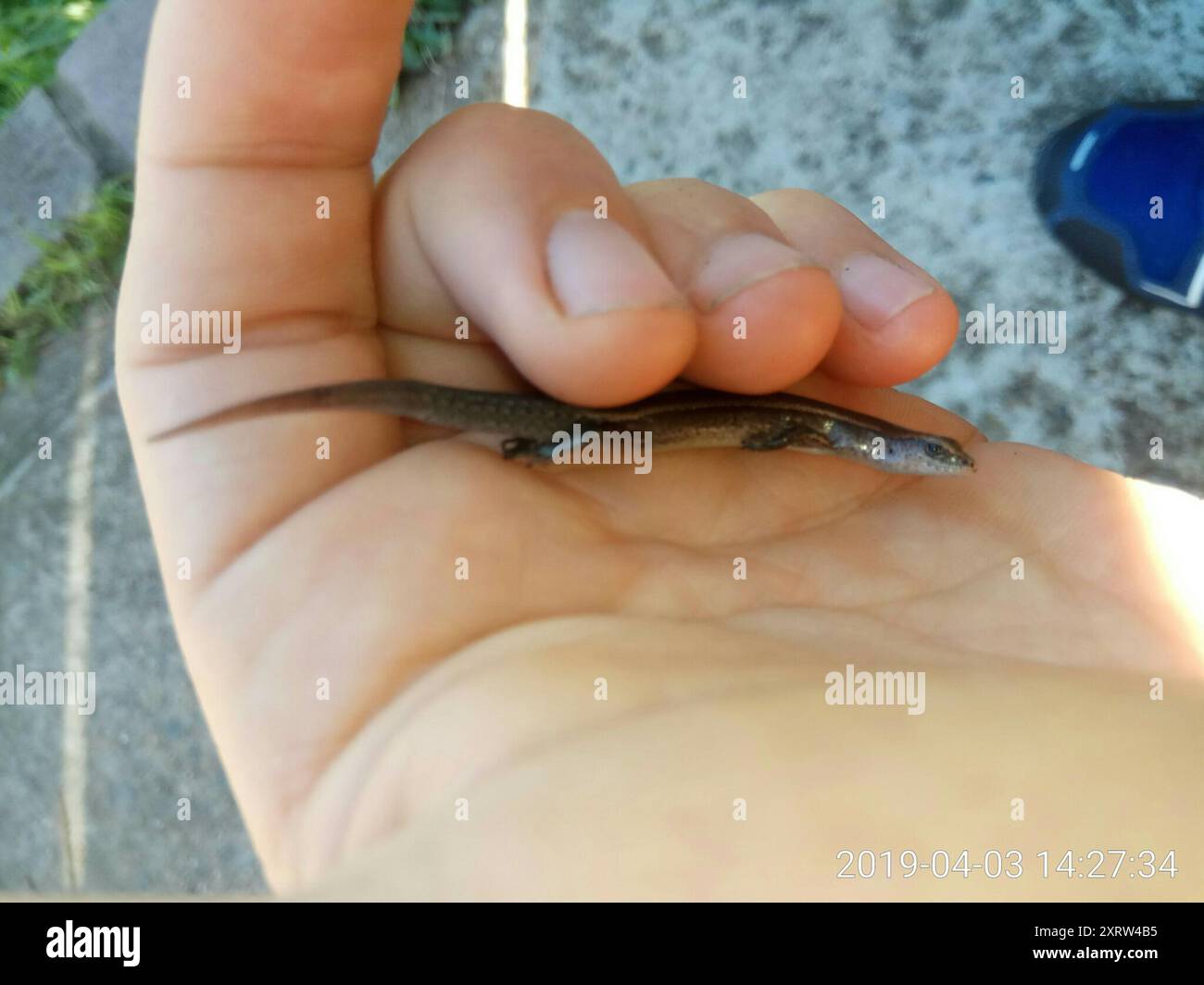 Pale-flecked Garden Sunskink (Lampropholis guichenoti) Reptilia Stock ...