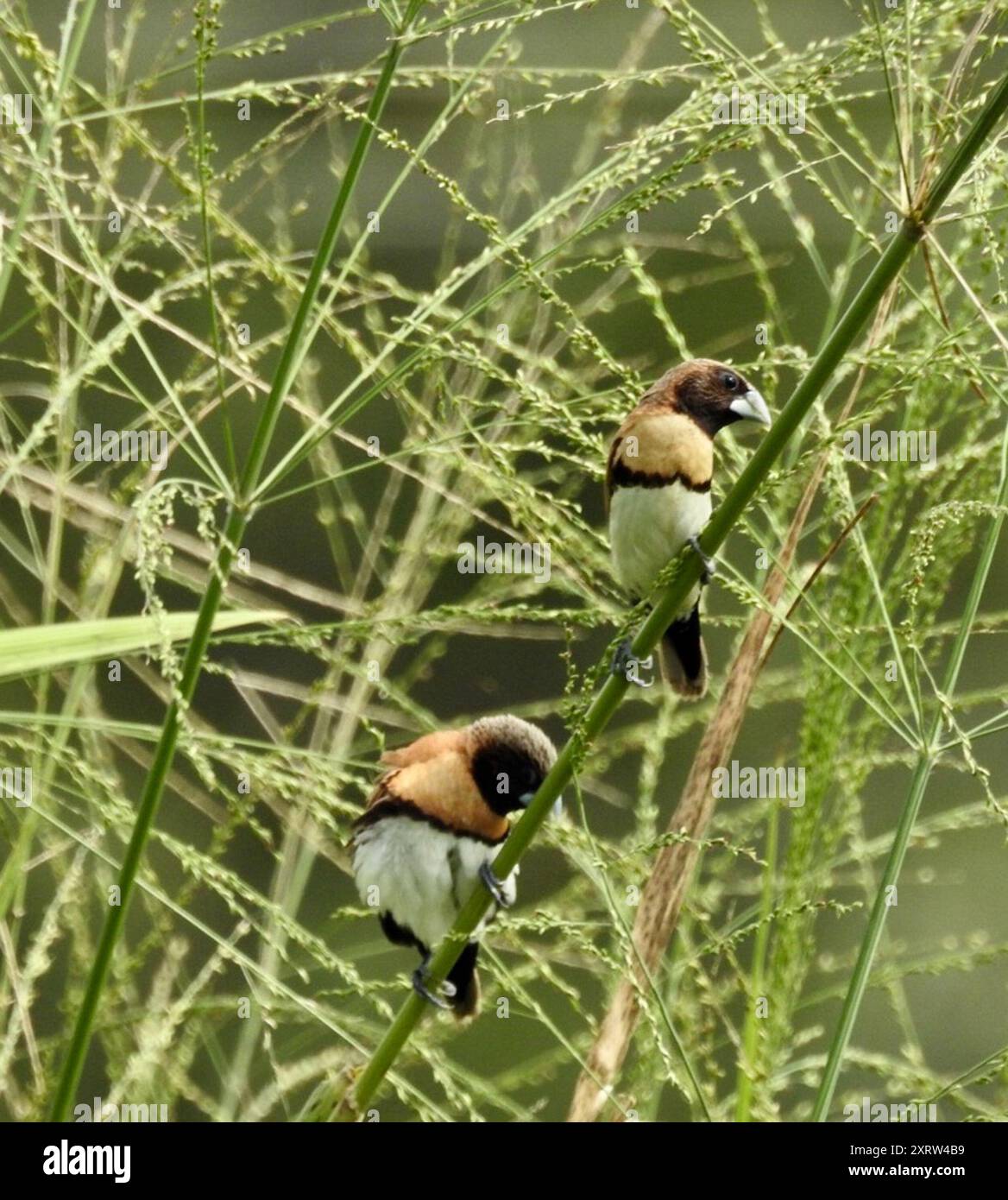 Chestnut-breasted Munia (Lonchura castaneothorax) Aves Stock Photo - Alamy