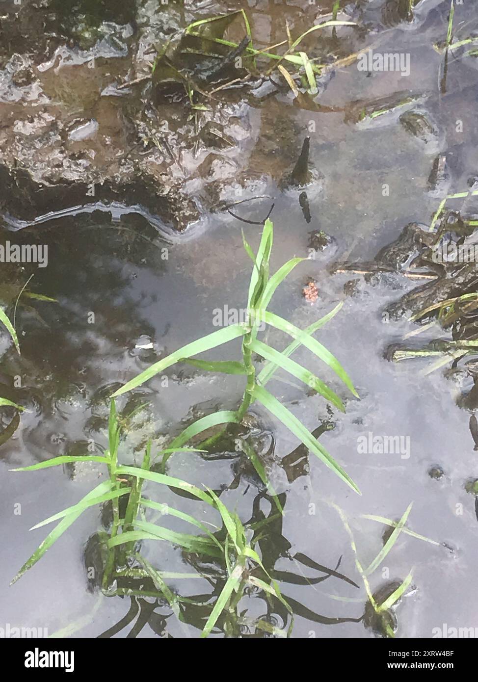 Three-way Sedge (Dulichium arundinaceum) Plantae Stock Photo - Alamy