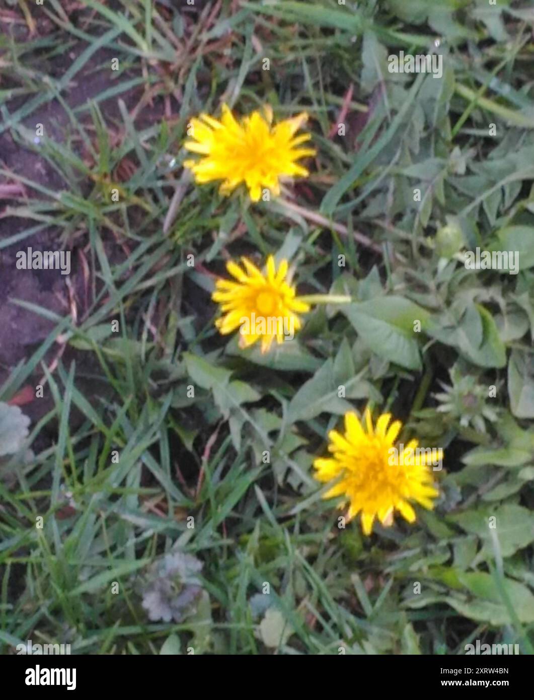 common dandelion (Taraxacum officinale) Plantae Stock Photo - Alamy